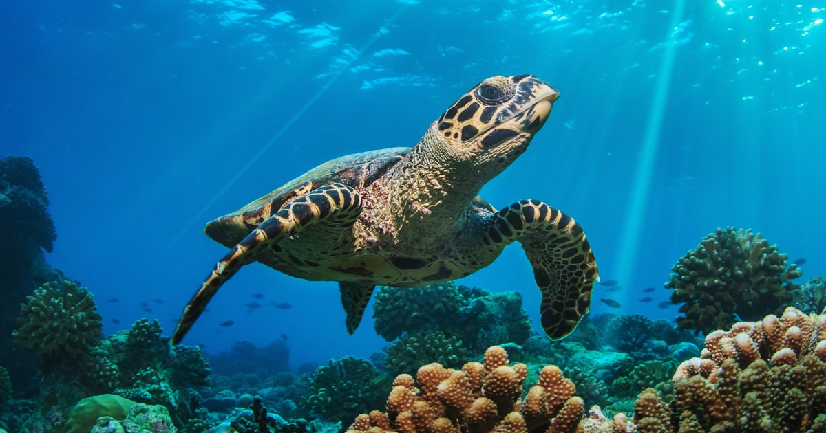 National Animals of Oceania Quiz - By captaindinofuzz