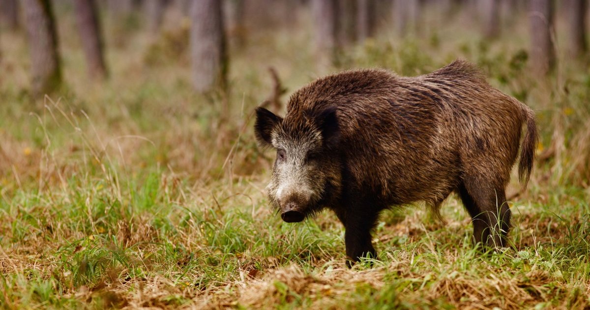 Find the Wild Animals Quiz - By alvir28