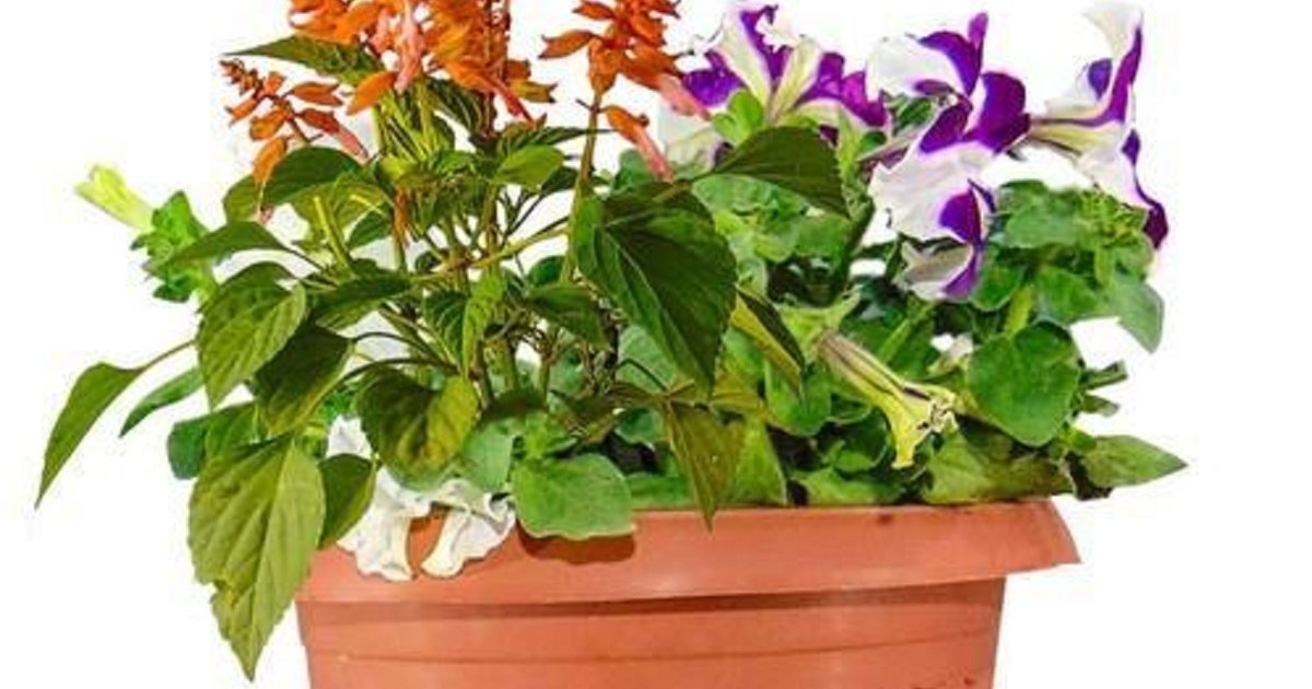 Recall by memory: 18 flower pots Quiz - By raman22feb1988