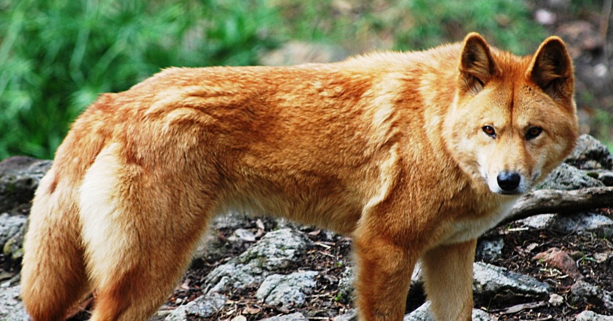 Dingo, fox, or Carolina dog? Quiz - By Tasi