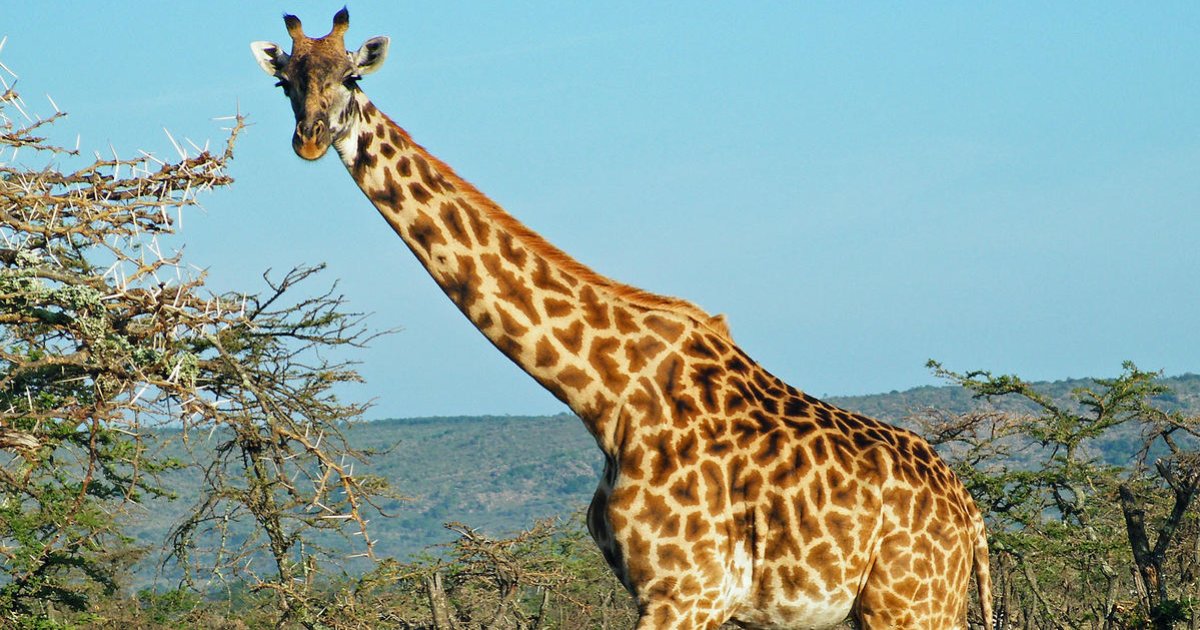 Click a Giraffe! Quiz - By nibperrychub