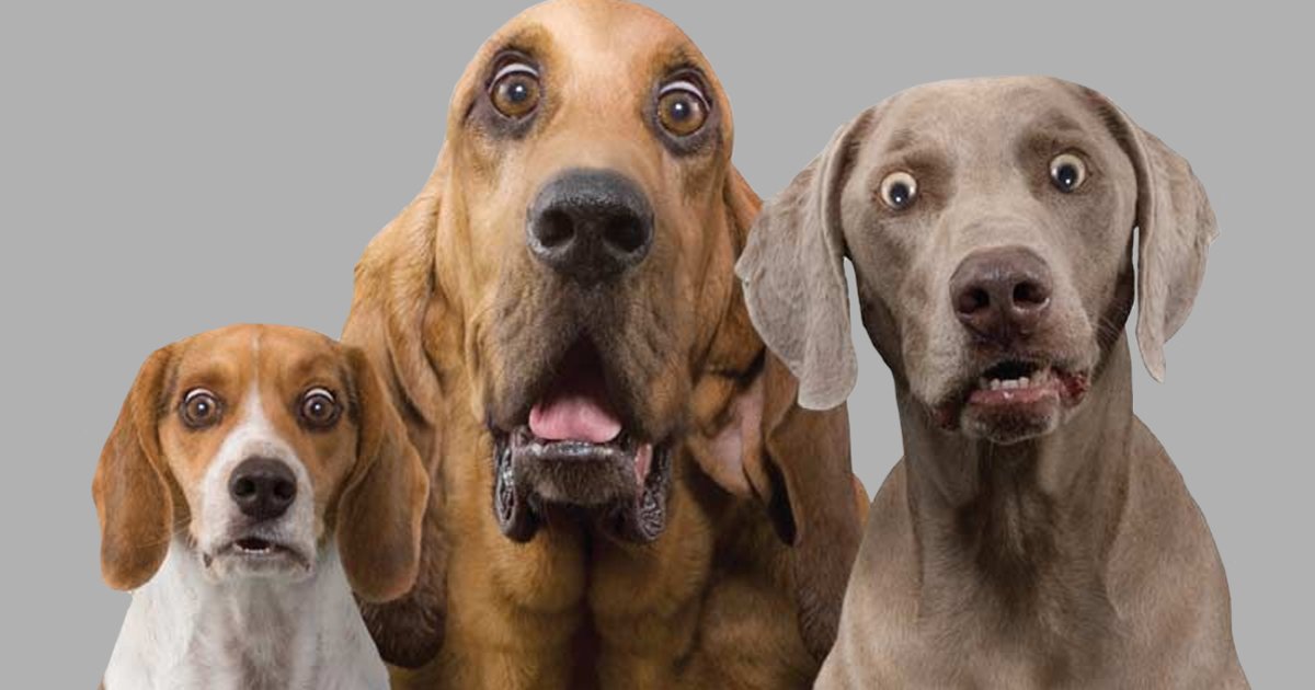 Ridiculous Dog Names: Real or Fake? Quiz - By puzzman3d
