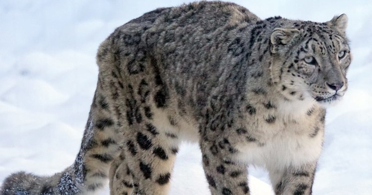 Himalayan Animals by Scientific Name Quiz - By nibperrychub