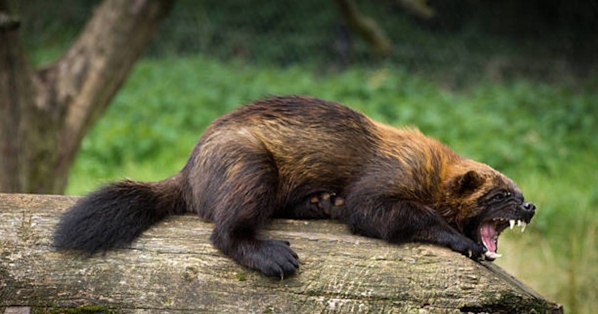 Click the Wolverine Countries Quiz - By nickandhayleyfra