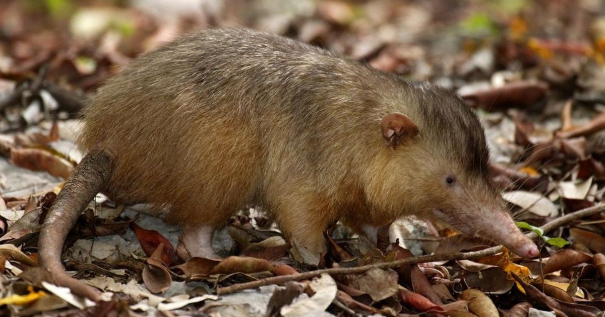 All Mammals of Cuba Quiz - By the_underground