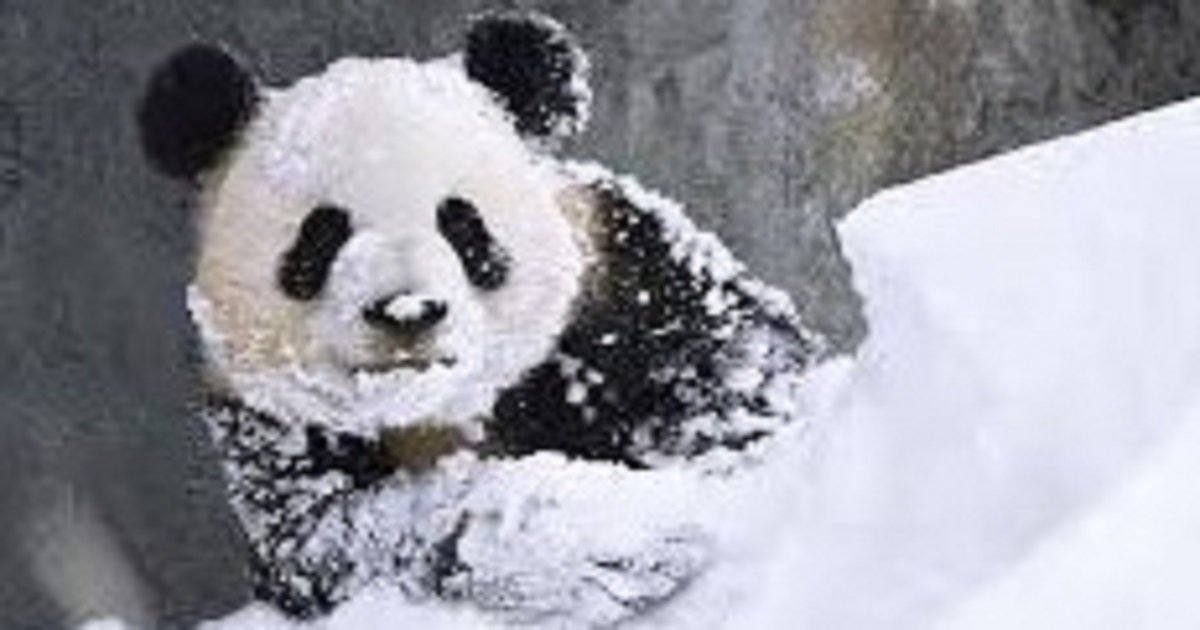 Find The Panda! Quiz - By DIEGO1000