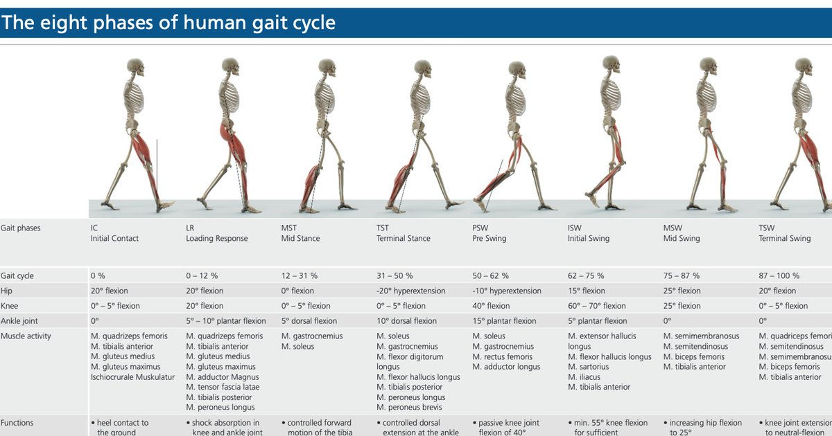 Gait Cycle Quiz - By Charlie_s