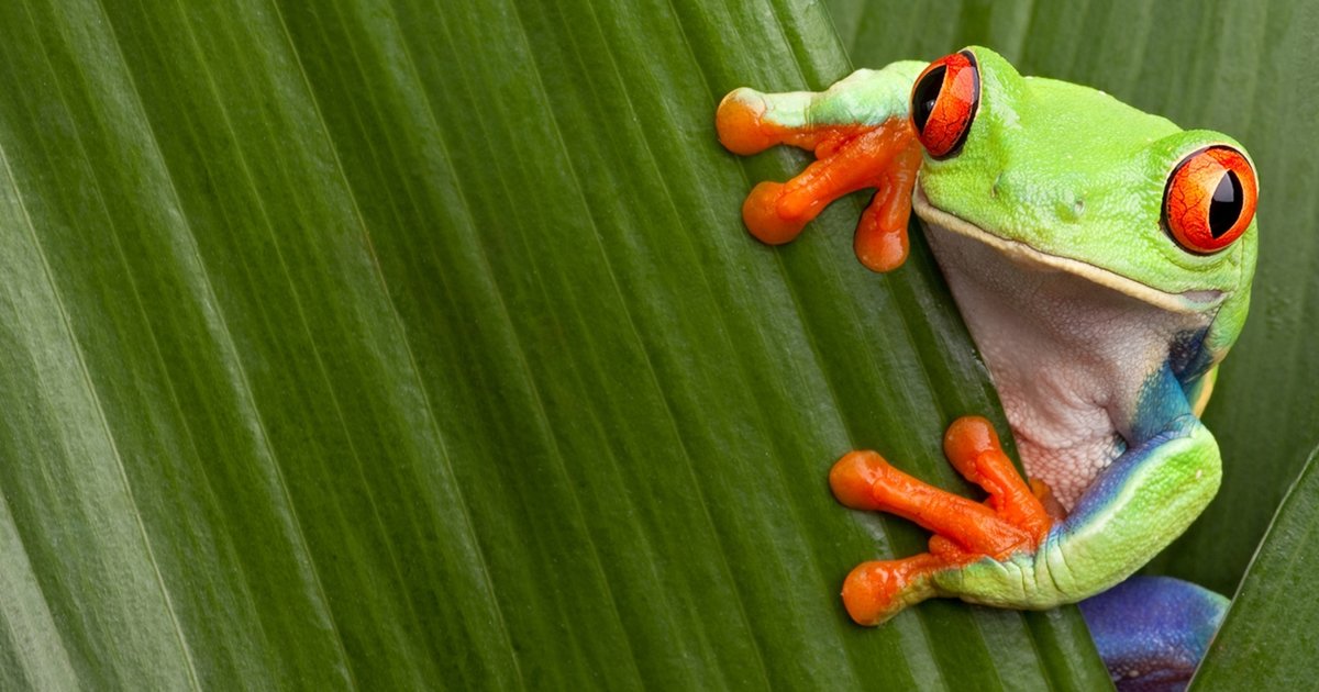 Fascinating Frog Facts 🐸 Quiz - By jackfrog10