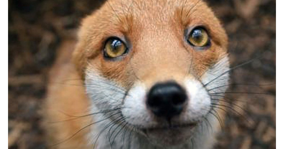 Click-a-Fox Quiz - By fellowmerry