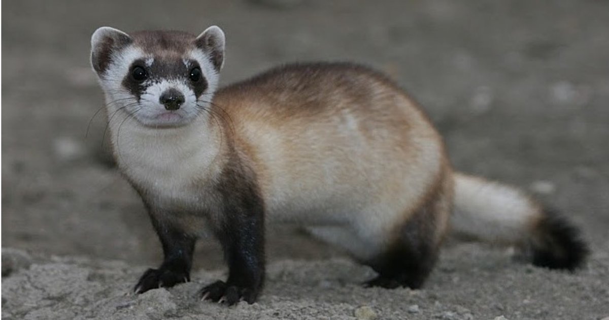 Is it a Mustelid? (pt. 2) Quiz - By Tasi