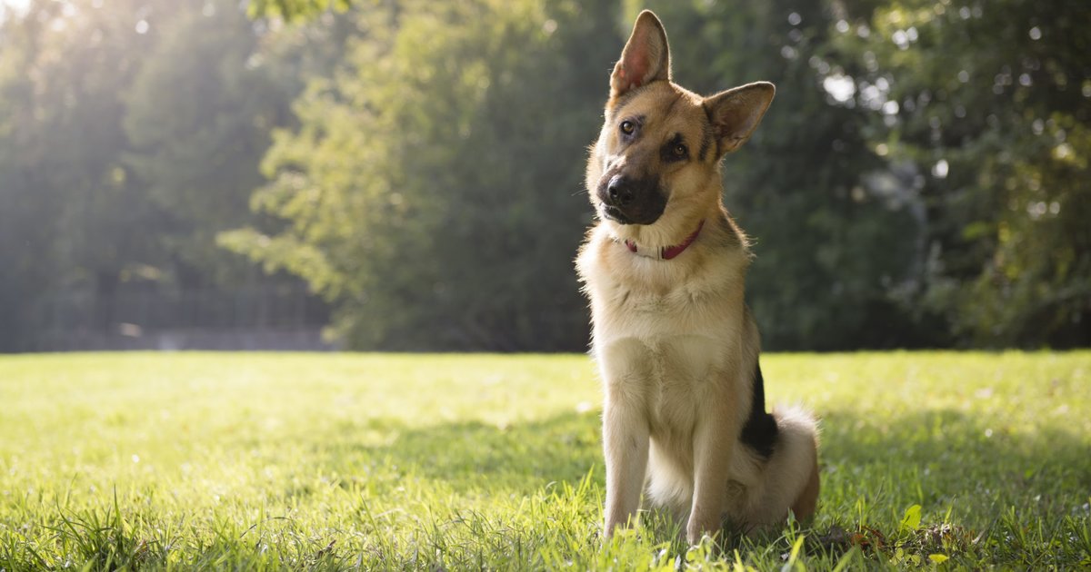 Great Eight: Dog Breeds Quiz - By johncenafan612