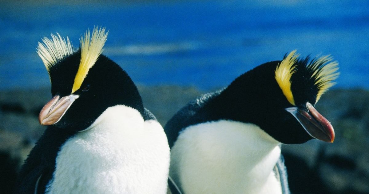 Click up a Penguin Quiz - By mattk77