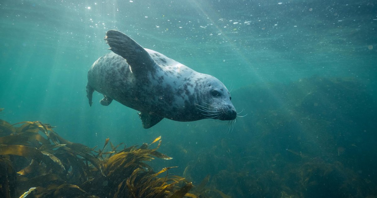 Hidden Neighbors of the North Sea Quiz