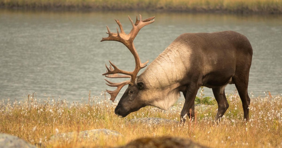 Natural Predators of Caribou Quiz - By the_underground