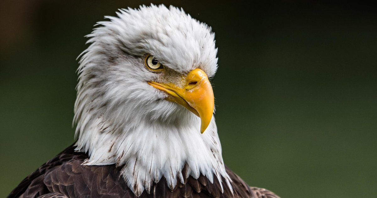 Top 20 Biggest Birds Quiz - By johncenafan612