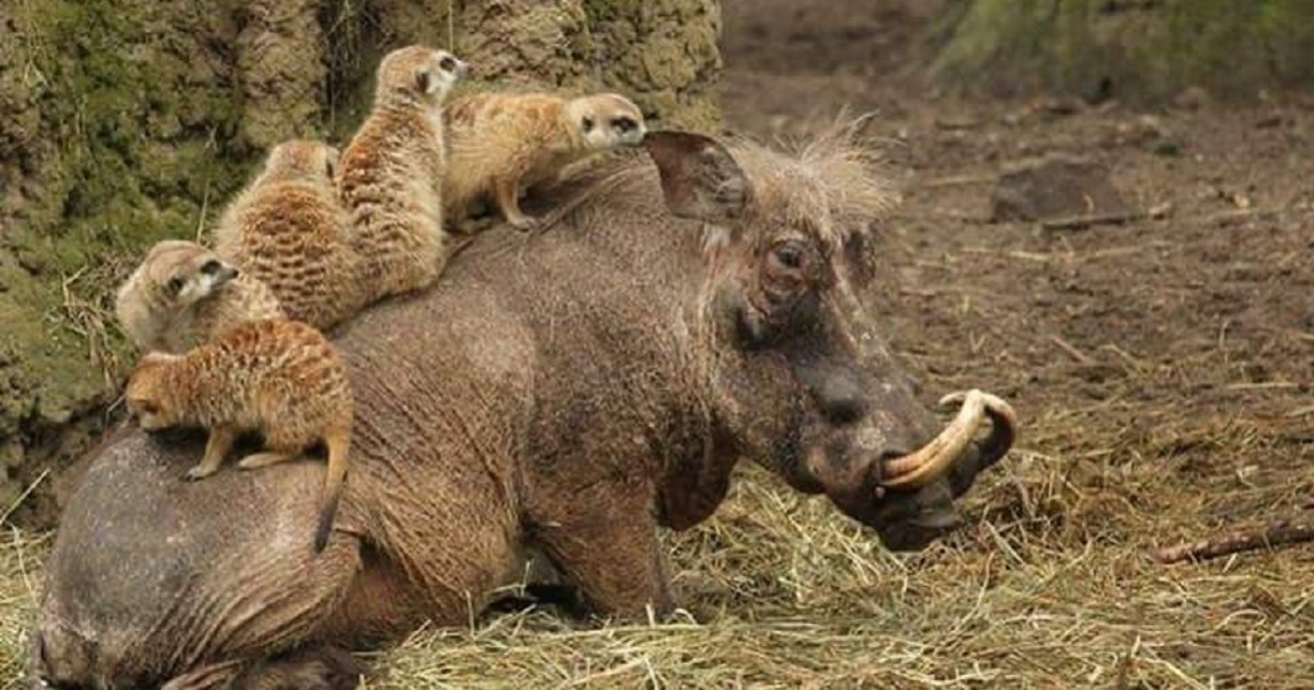 Disney Real-Life Animal Imposters Quiz