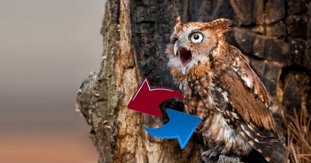 Flip Flop: Birds Quiz - By GeoEarthling