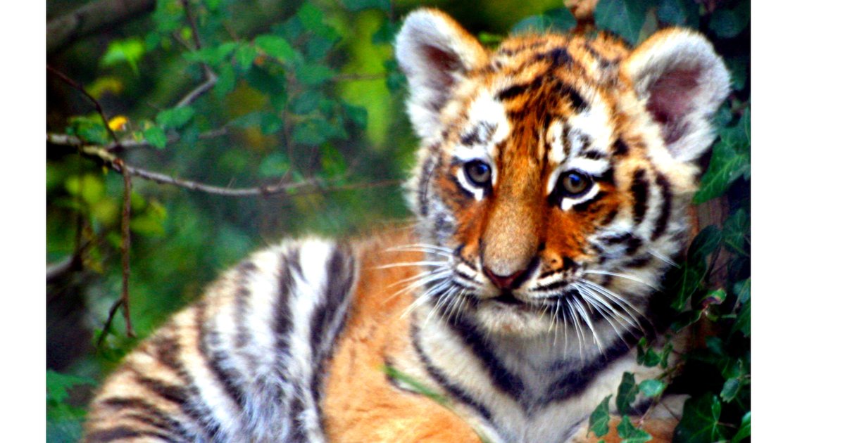 Pick the Cub Terms Quiz - By Tasi