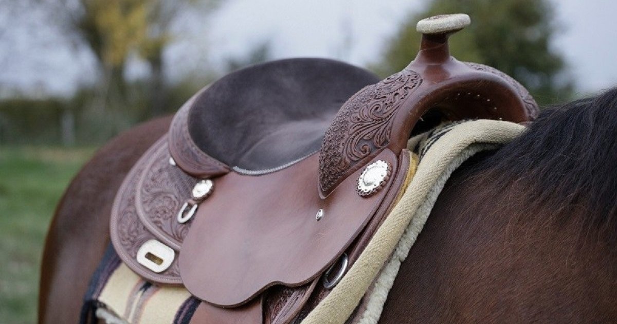 Find the Saddle Animals Quiz - By alvir28