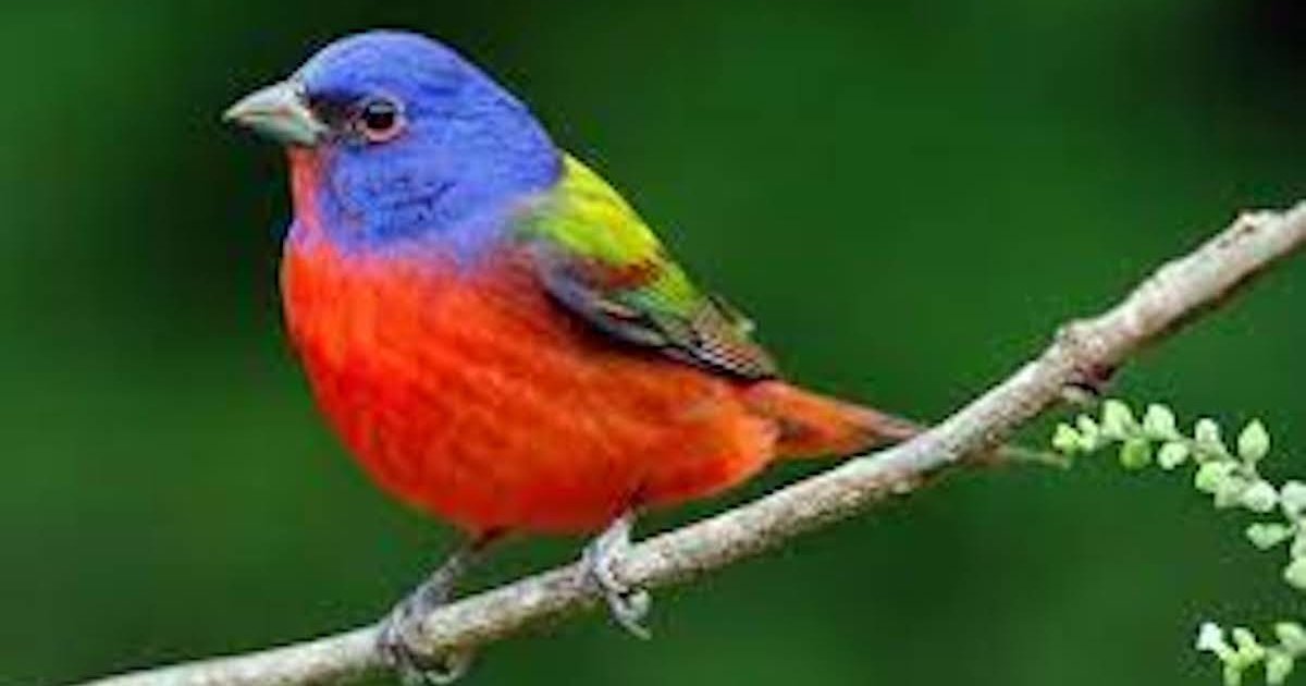 Quick Pick: Bird or Not? Quiz - By samc67