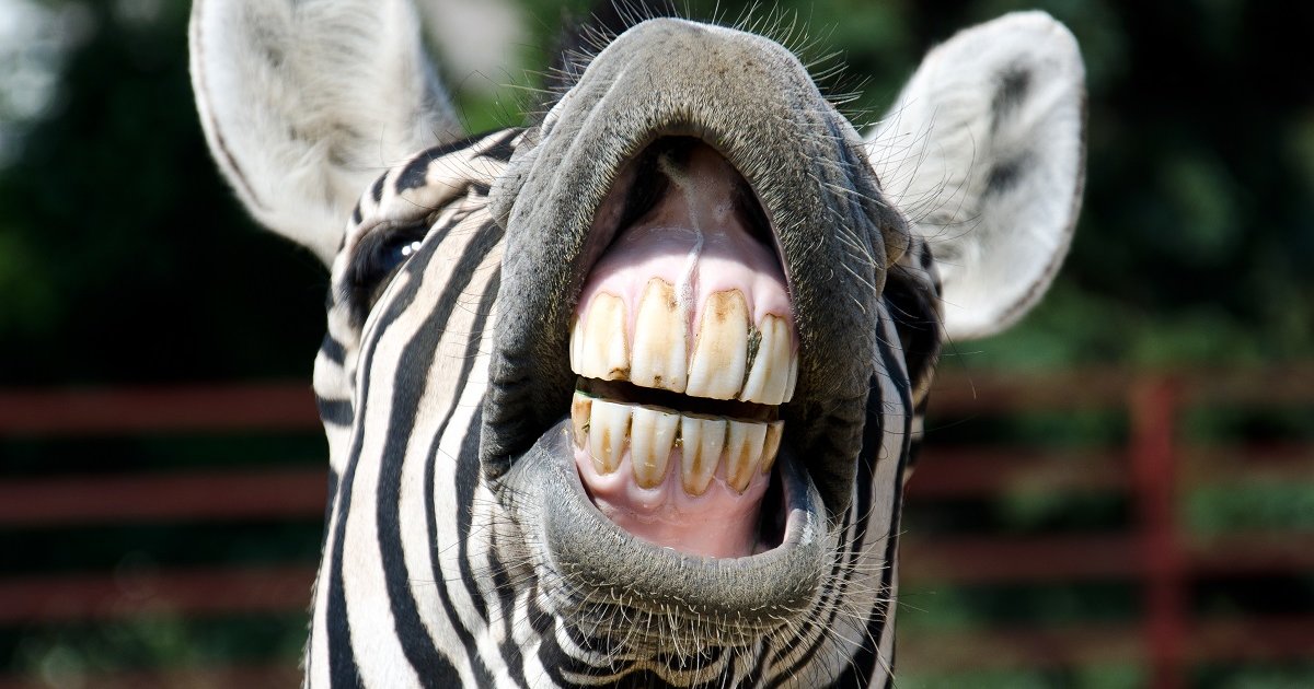 Find the Tooth Animals Quiz - By alvir28