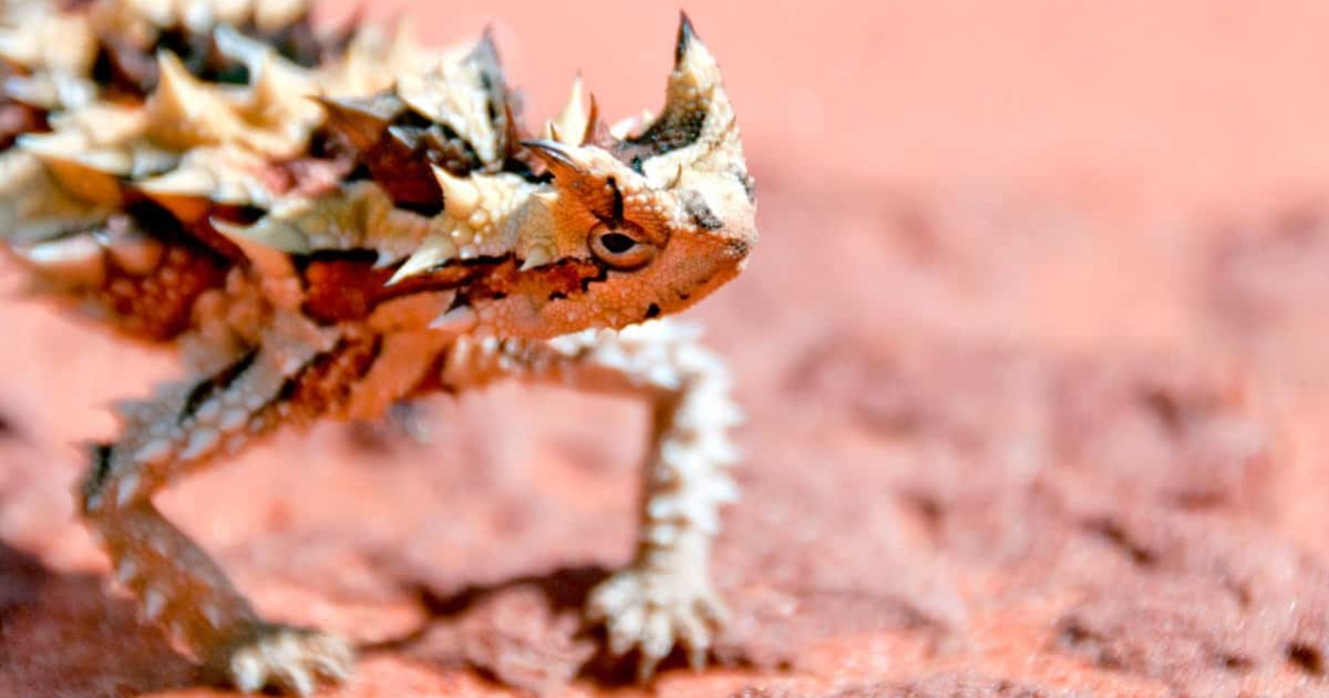 A Reptile Dysfunction Quiz