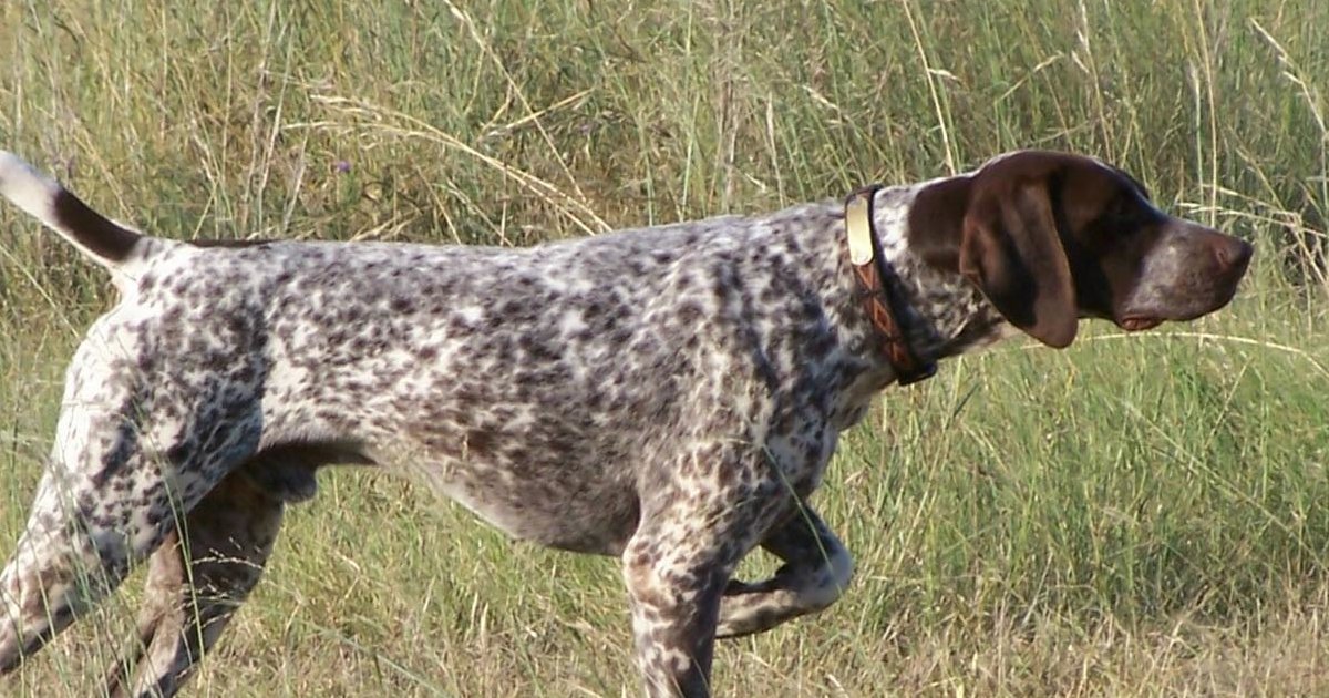 FCI Group 7 Dog Breeds (2025) Quiz - By tigresjumeaux