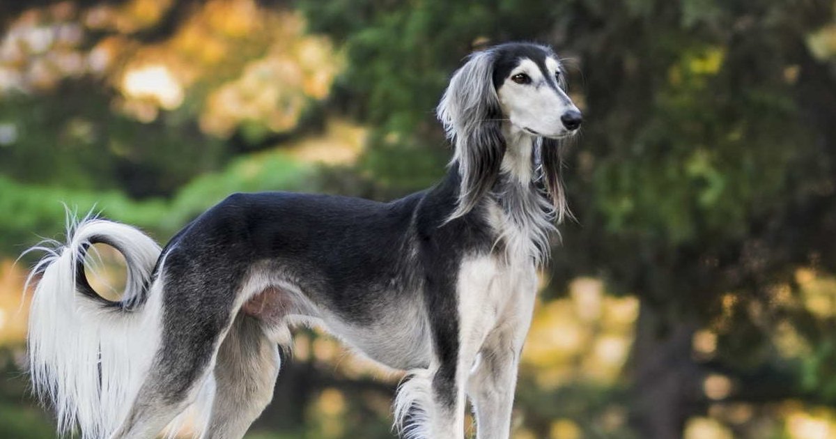 FCI Group 10 Dog Breeds (2025) Quiz - By tigresjumeaux