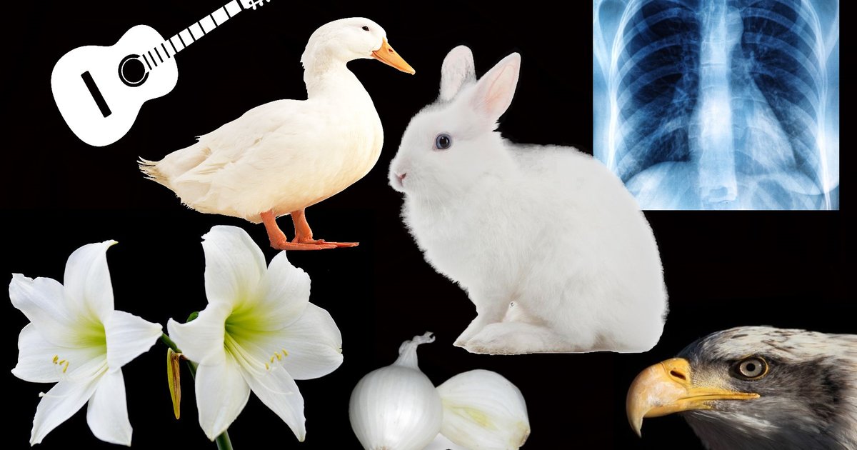 Click the White Things A-Z Quiz - By ceciliacarlid