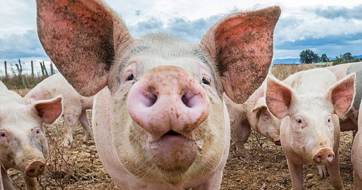 Find the Pig Animals II Quiz - By alvir28