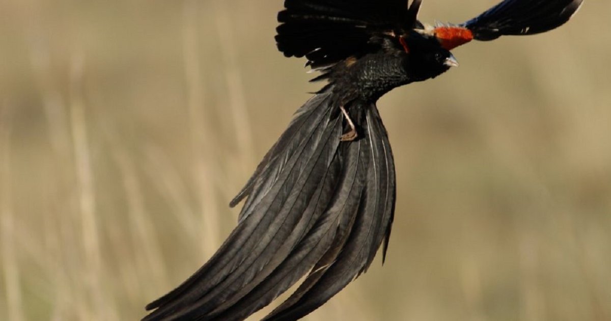 Find the Feather Animals Quiz - By alvir28