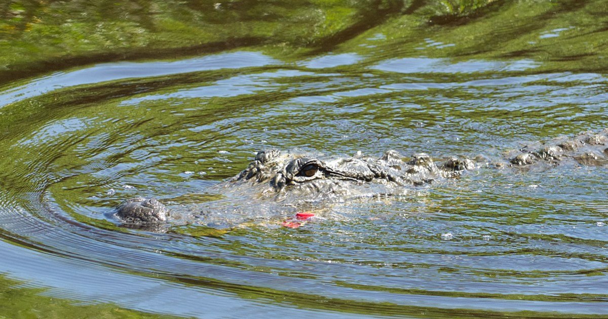 Alligators All Around Quiz - By Taateli