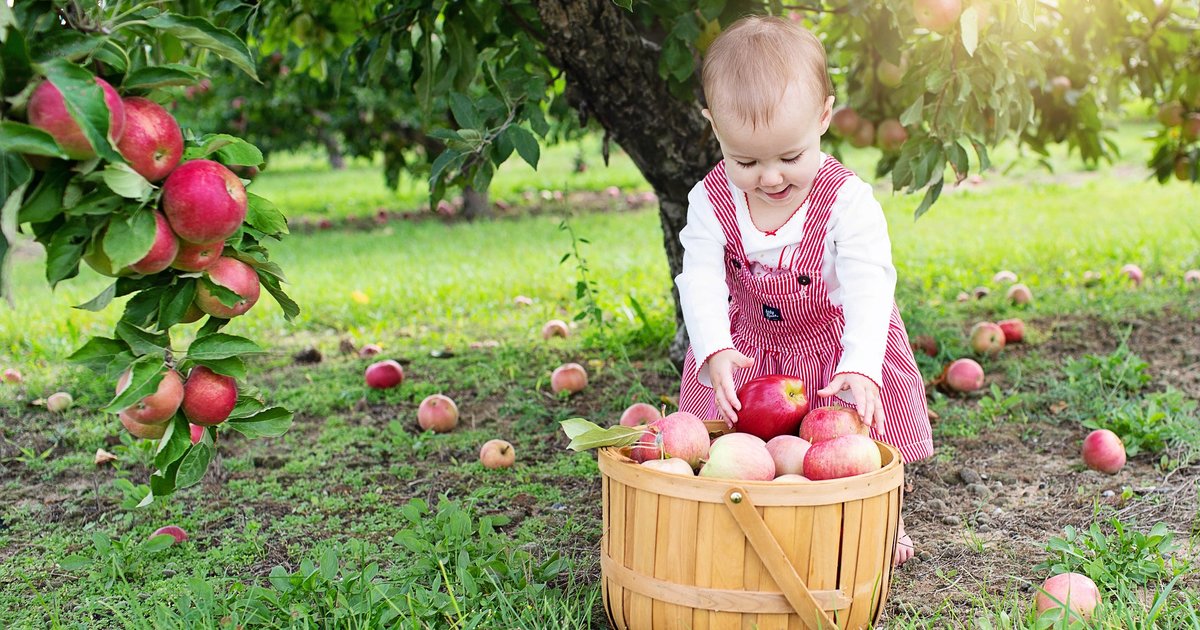 Apple Picking Logic Puzzle Quiz