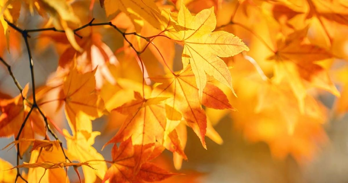 Quick Pick: Synonyms for Fall Quiz