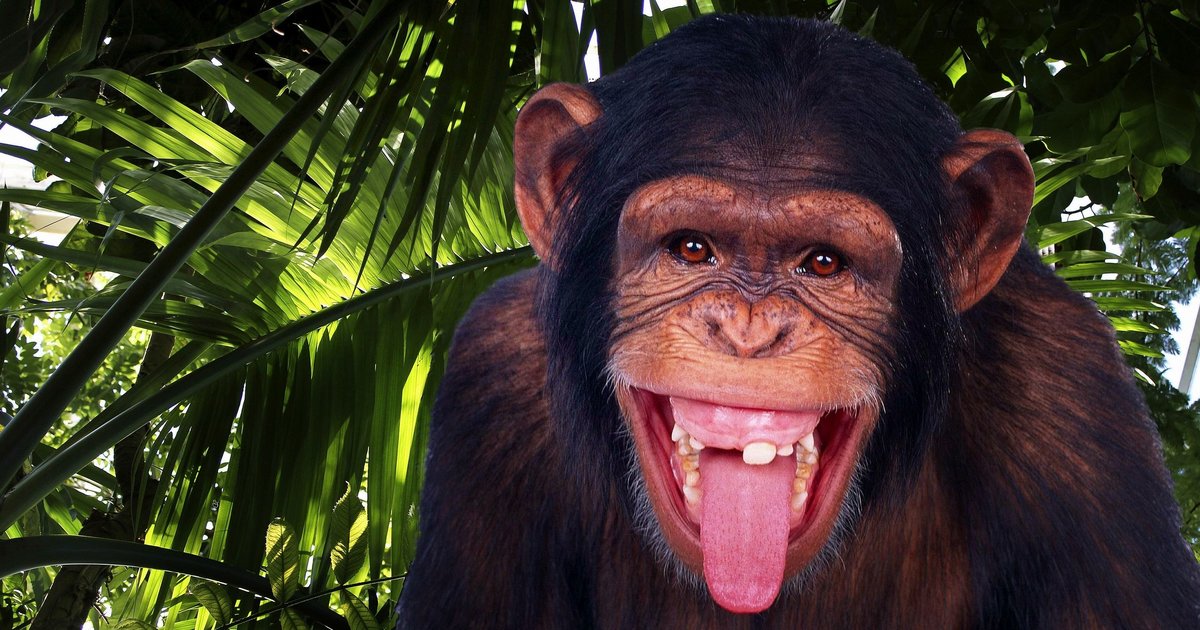 'C___P' Picture Click Quiz - By johncenafan612