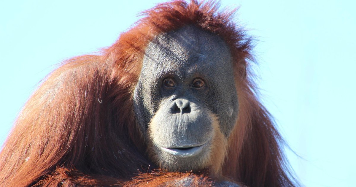 Malay Archipelago Animals Quiz