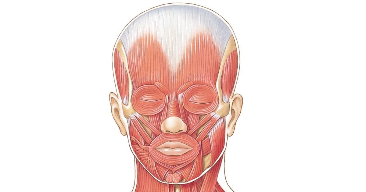 Find that Face Muscle! Quiz - By xmattmanx