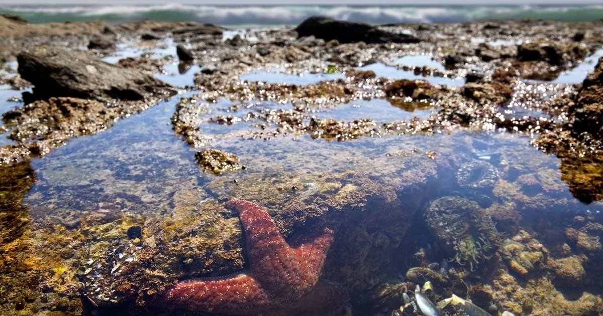Pacific Tide Pool Flora and Fauna Quiz - By mister_pianoman