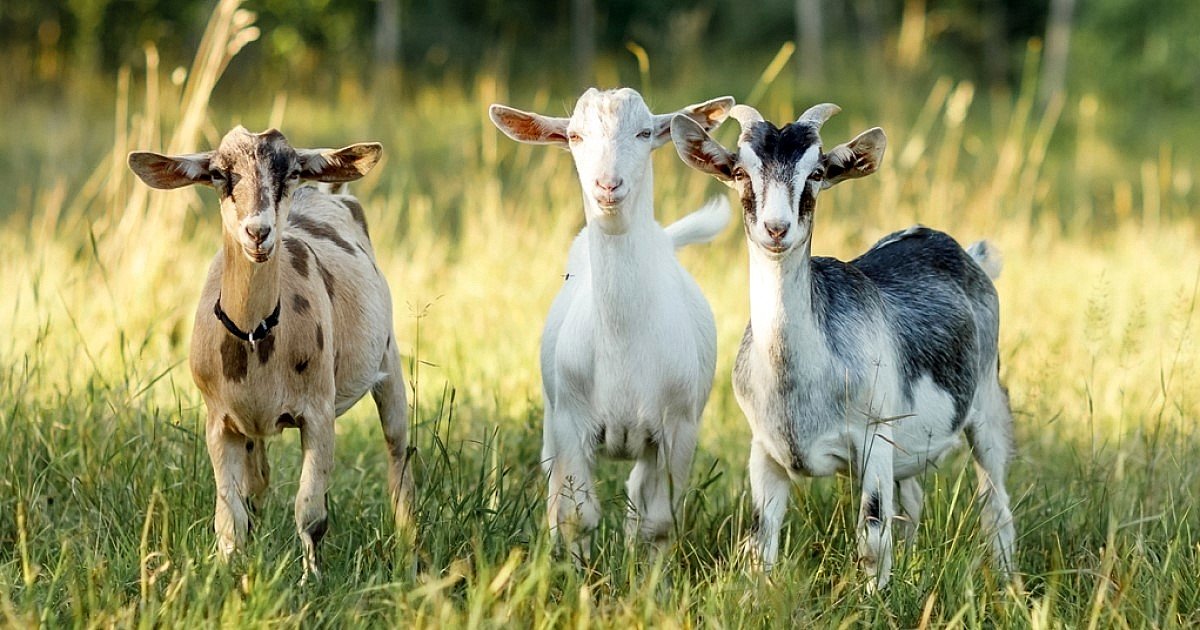 Breeds of Goat or Extinct Language? Quiz - By nabean