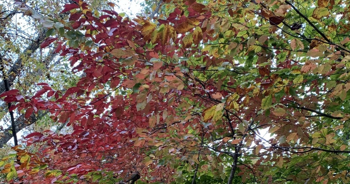 Harry Potter Speed Typing Quiz - By ravenclaws62442