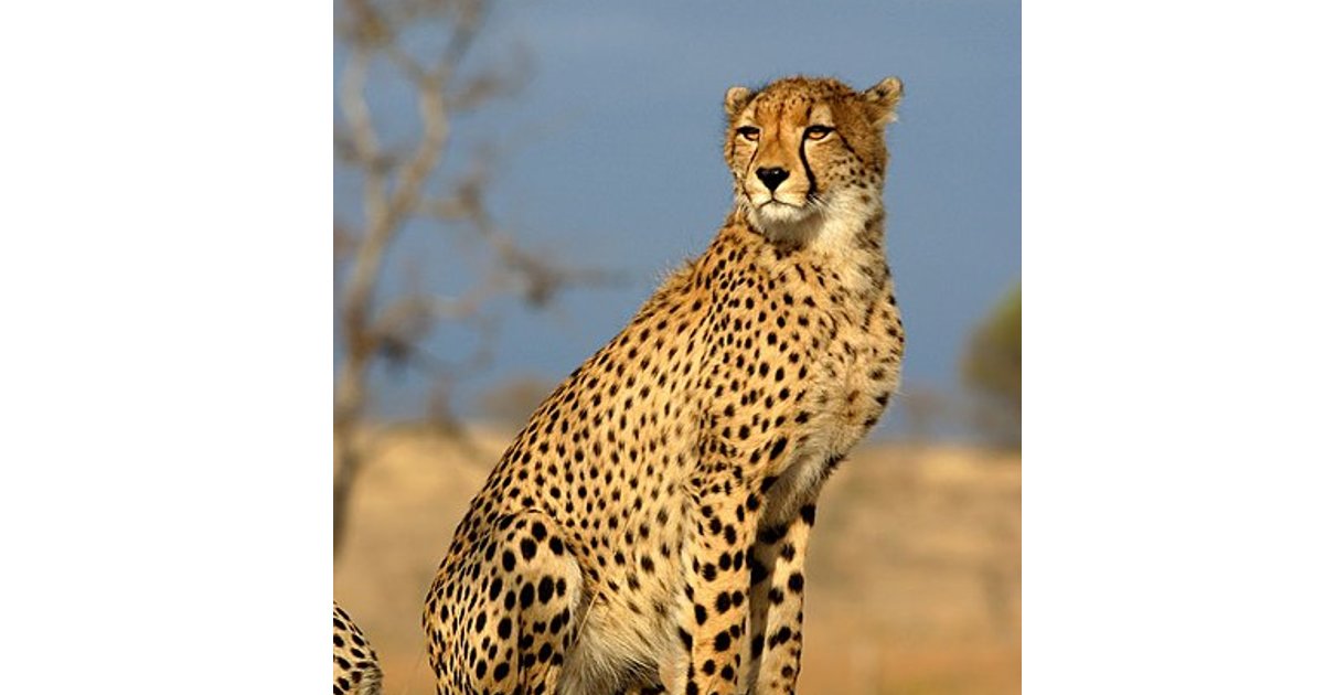 Feliforms A-F Quiz - By Tasi