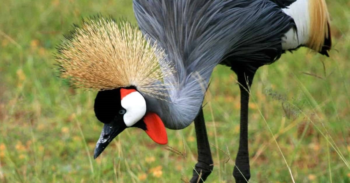 Find the Crest Animals Quiz - By alvir28