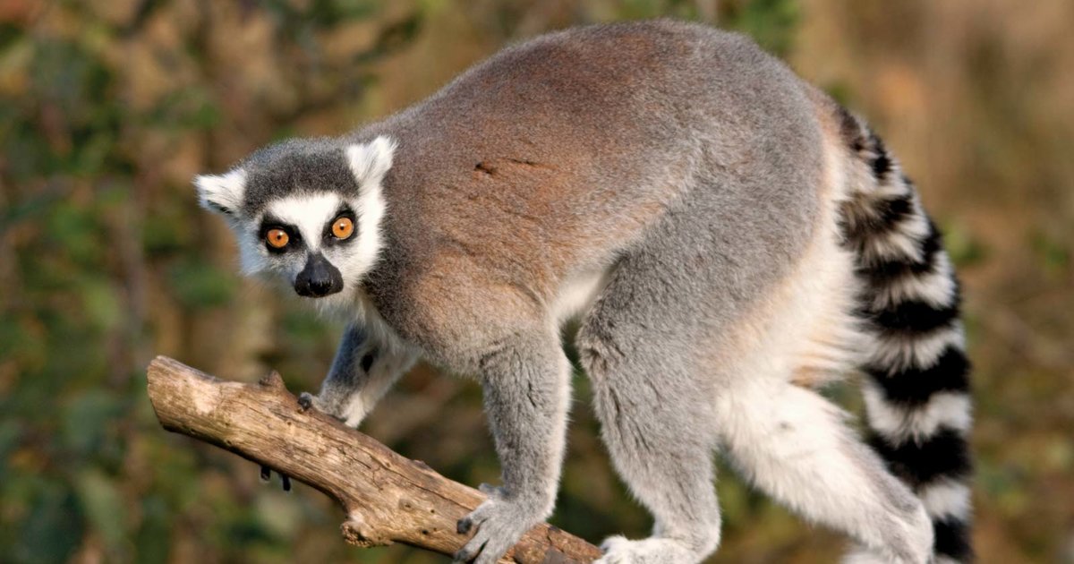 Primate Locomotion Type Quiz - By ChloeDisney