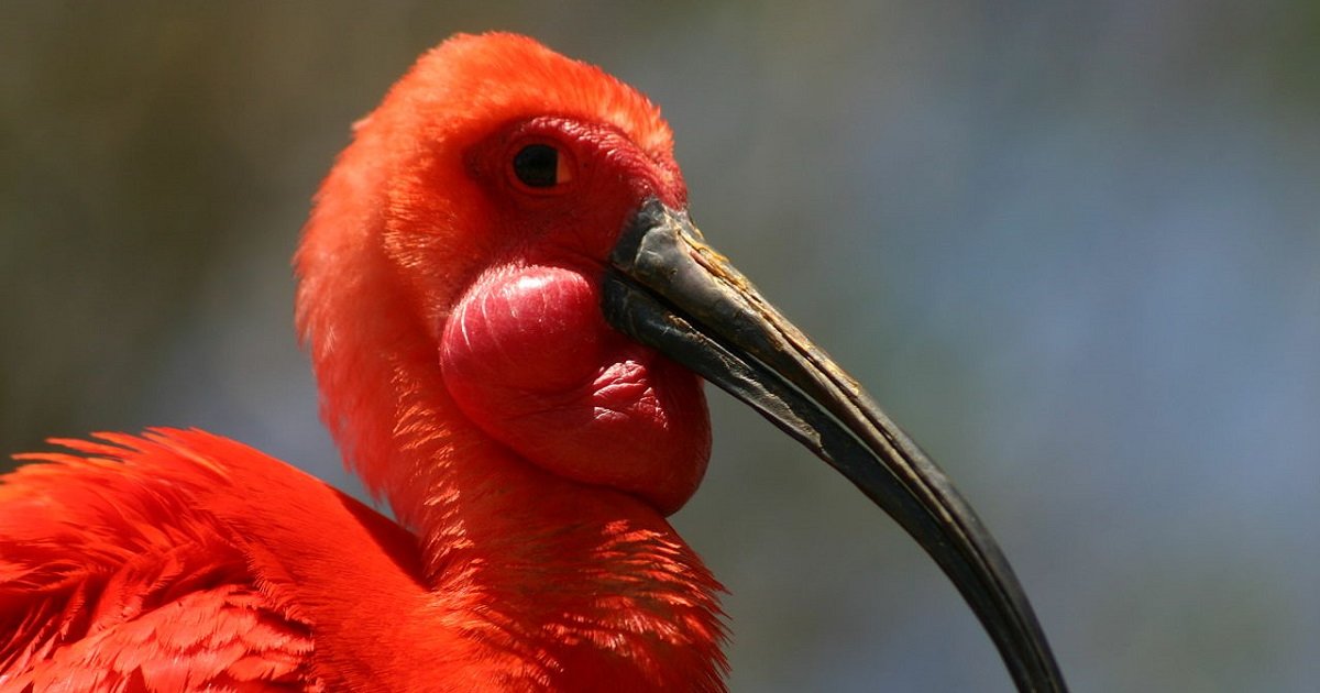 Animal Alphabet Chain Quiz - By KingPhoebus