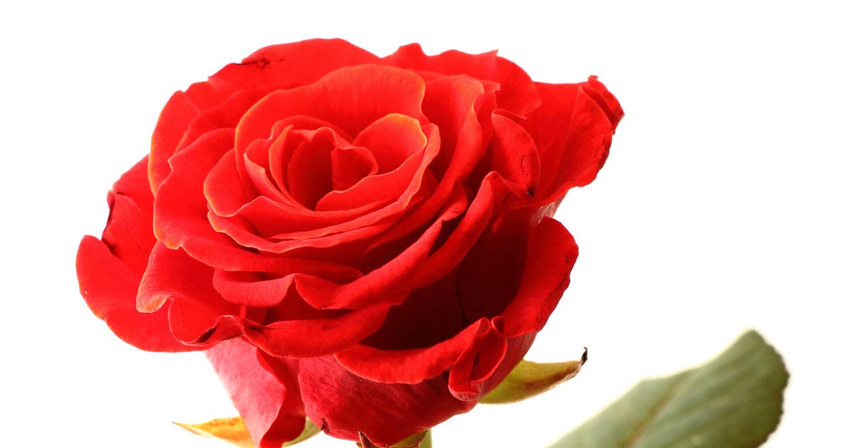 Missing Flowers in Movie Titles Quiz - By mucciniale