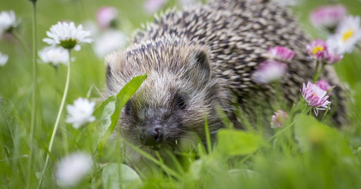 5 to 1 Blitz: UK Animals Quiz