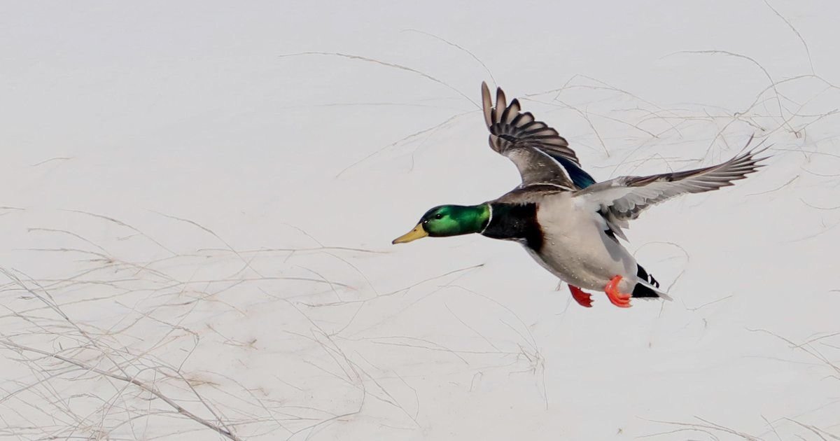 Draw the Flying Duck Map Quiz