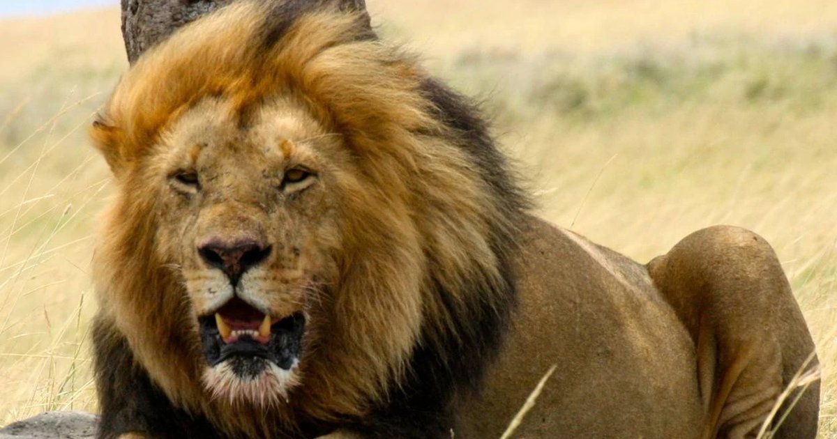 Chad's Native Animals Quiz