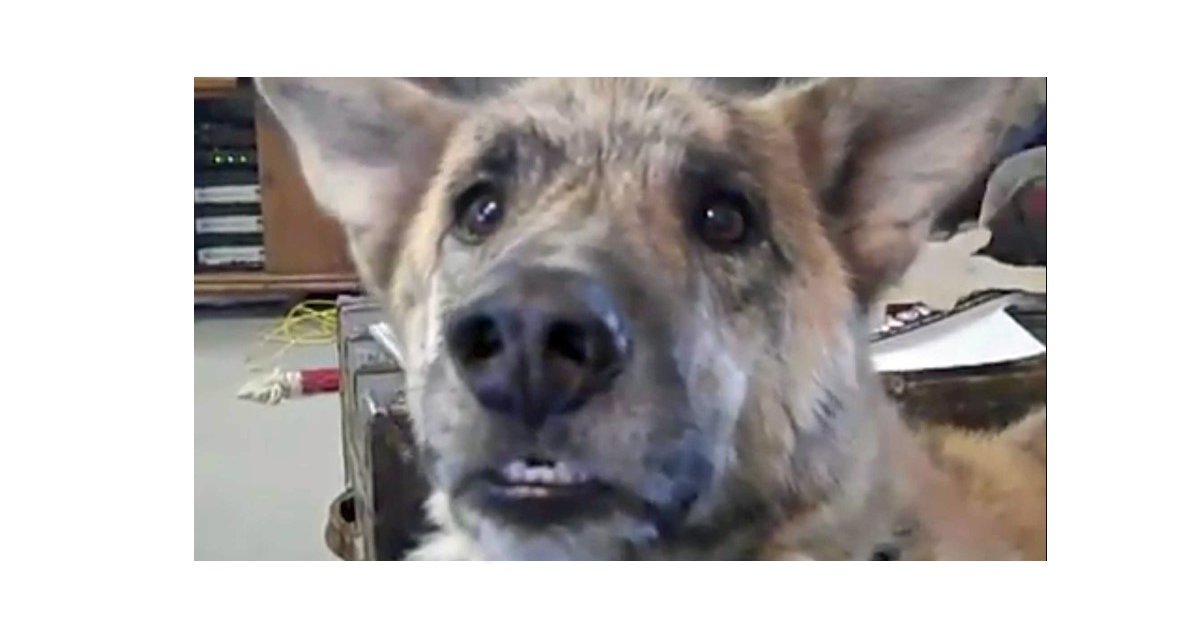 The Maple Kind, Yeah? Quiz - By pabramoff