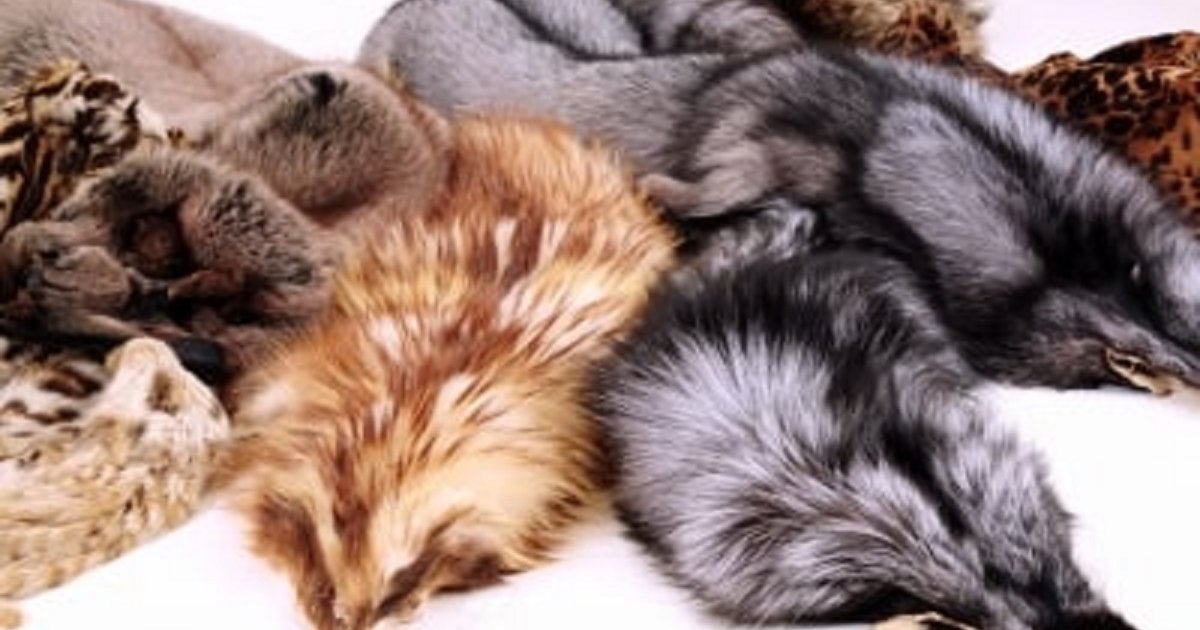 Find the Fur Animals Quiz - By alvir28
